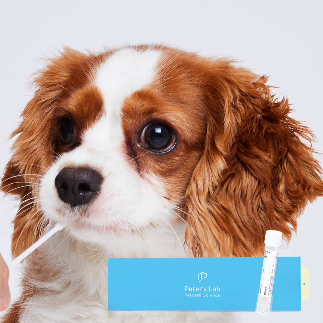 DOG🐶 – Peter's Lab